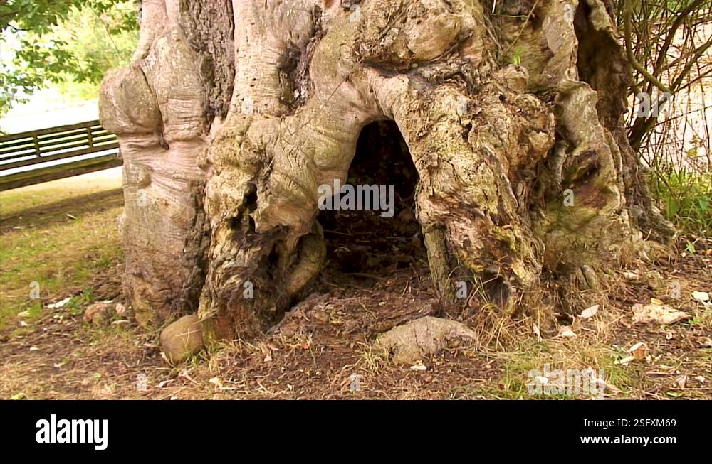 Large dead hollow, tree killed by Dutch Elm disease 100 years ago in ...