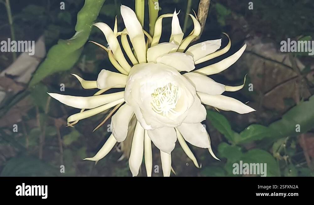ime-lapse of blooming flower call queen of the night (Epiphyllum ...