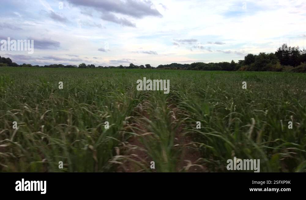 Vegetation field england Stock Videos & Footage - HD and 4K Video Clips ...