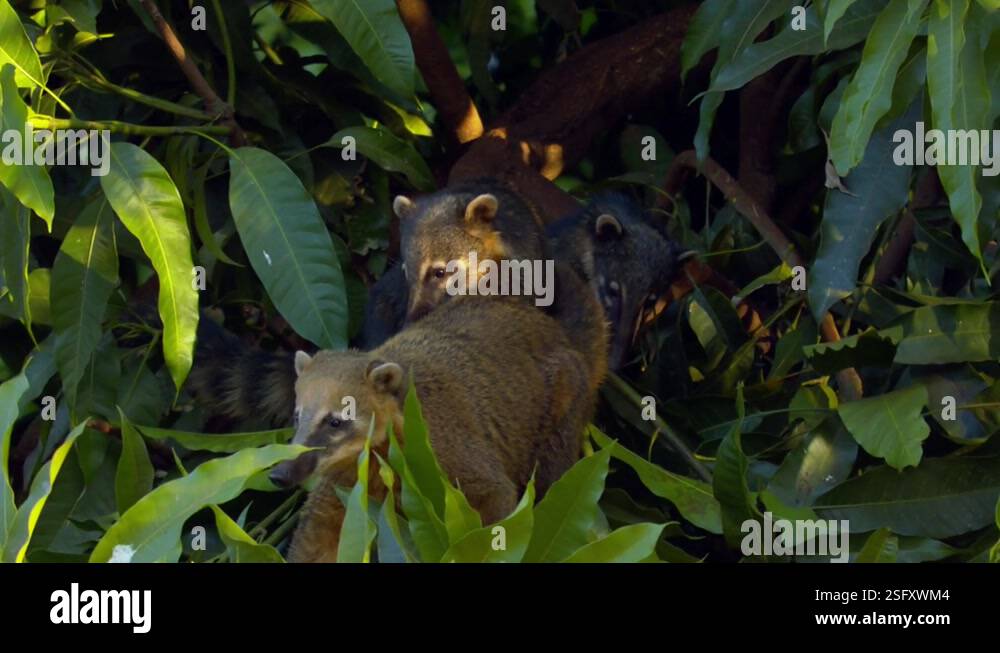 A group of curious coati in the treetops of the Amazon rainforest Stock ...