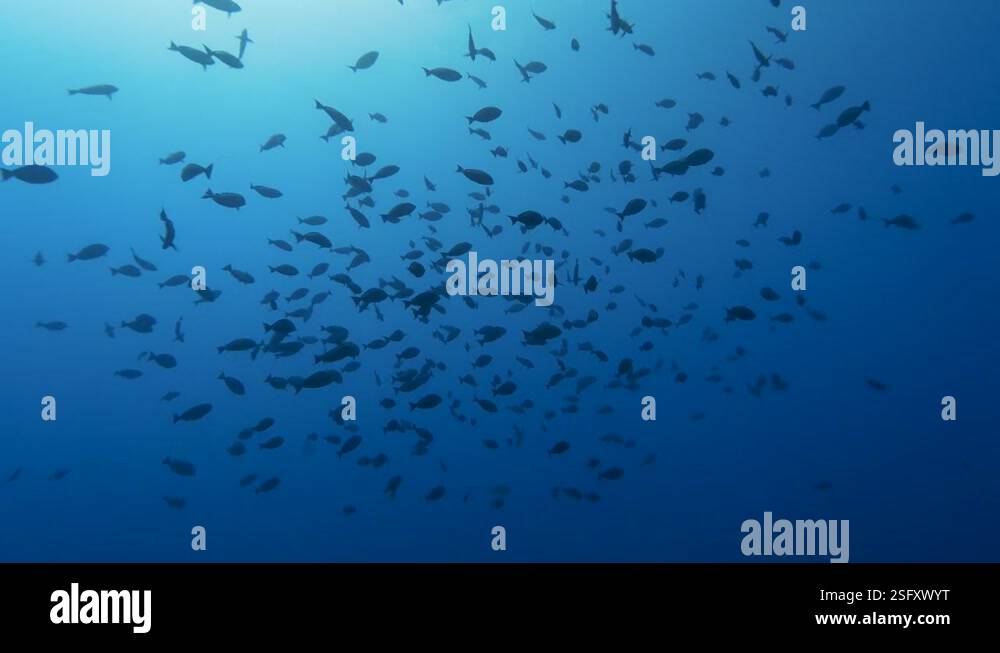 Big school of fish Stock Videos & Footage - HD and 4K Video Clips - Alamy