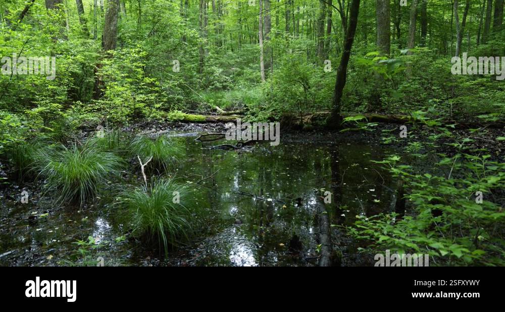 Great Swamp, NJ-Tilt up murky water to canopy of trees Stock Video ...