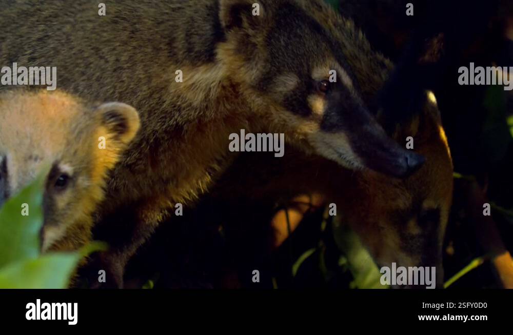 A family group of coati in the trees of the Amazon rainforest sniffing ...