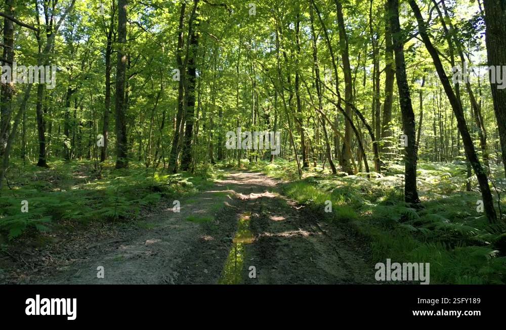 4K Cinematic nature footage of a drone flying over a footpath in the ...