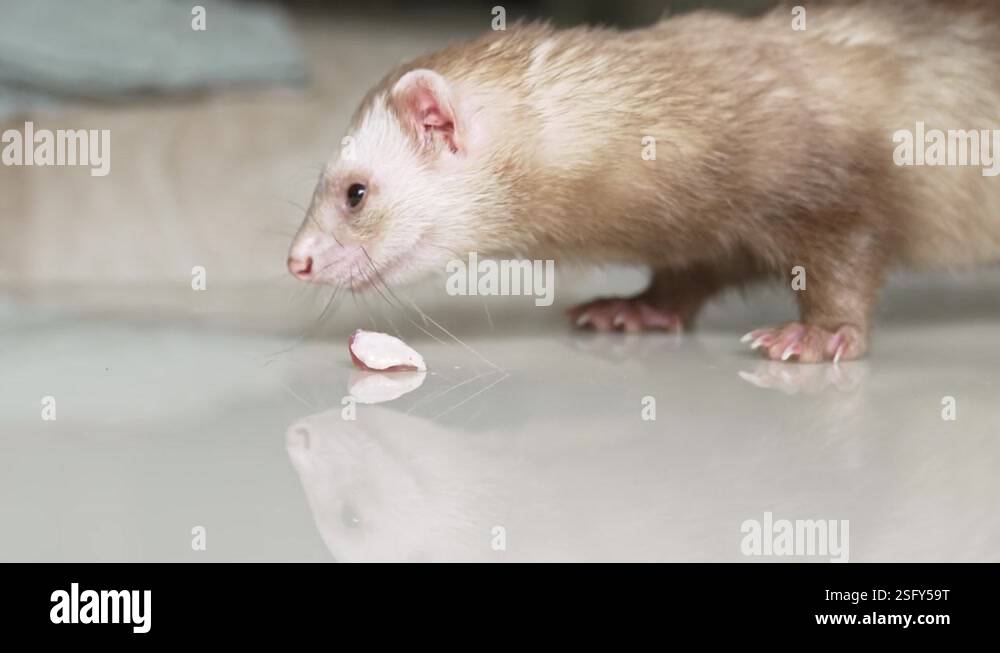 the red-haired domestic ferret sniffs a piece of meat on the table ...