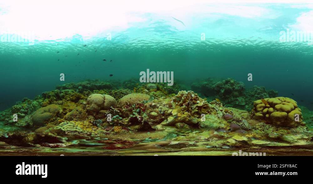 The underwater world of a coral reef. Philippines. Virtual Reality 360 ...