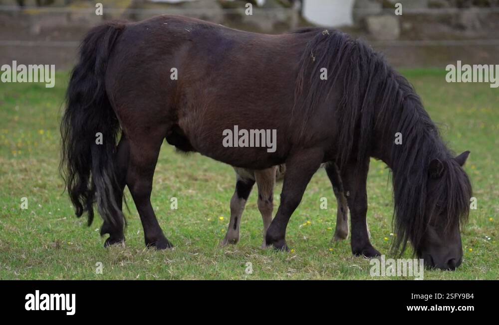 Scottish Breed Shetland Pony Mare With A Foal Grazing On Field. Close ...