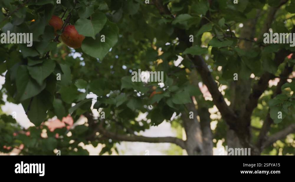 Little Boy Kid Child Plucks an Apricot on Fruit Tree in Backyard Garden ...