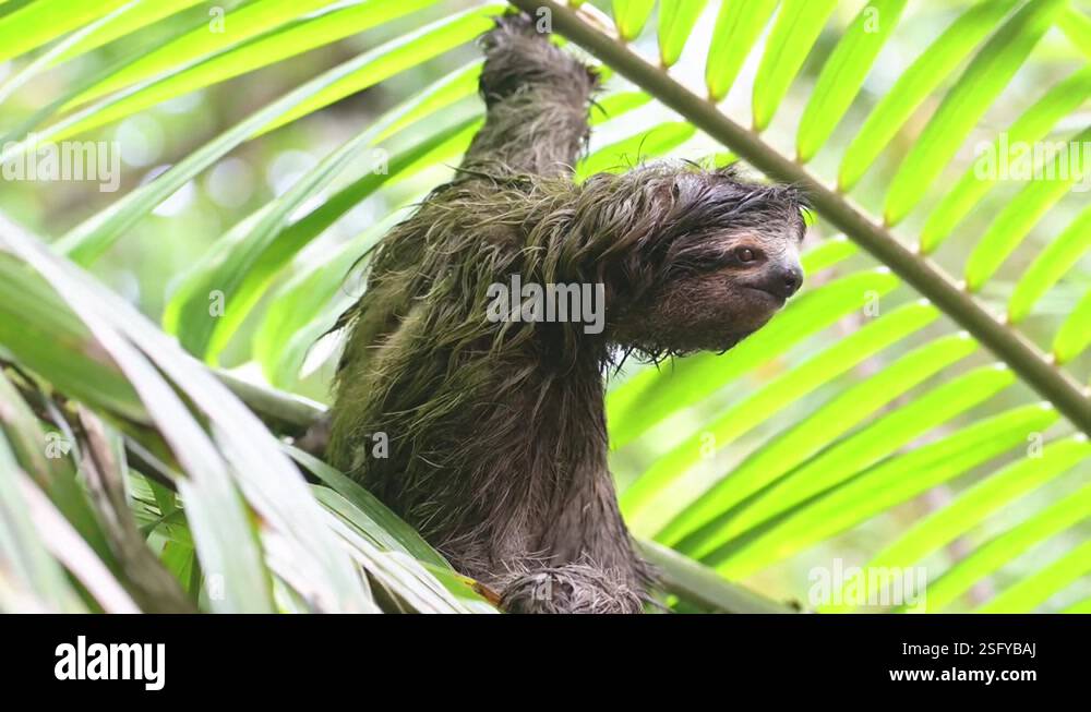 Costa Rica Sloth in Rainforest, Climbing a Tree, Brown Throated Three ...