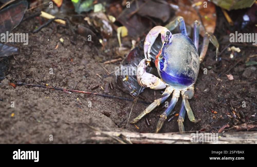 Blue Land Crab (cardisoma guanhumi), Costa Rica Wildlife, Rainforest ...