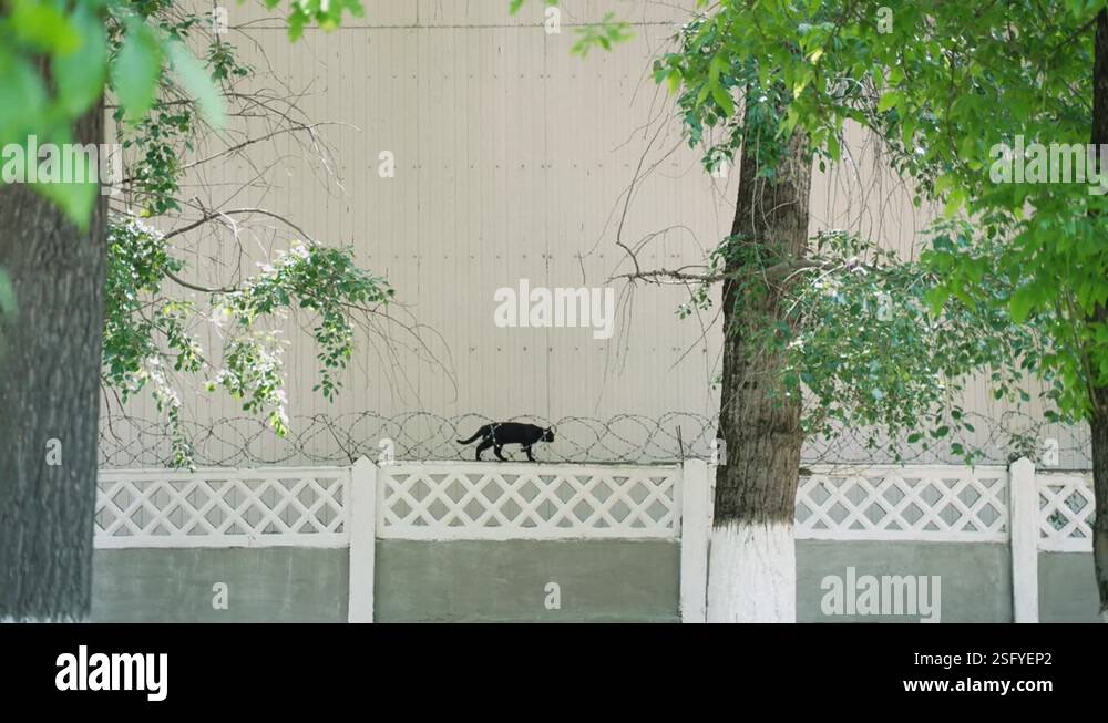 Black cat goes inside round barbed wire at the top of a concrete fence ...