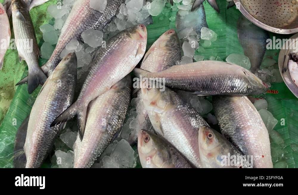 4K overhead video of Ilish or Hilsa being sold at the fish market in ...