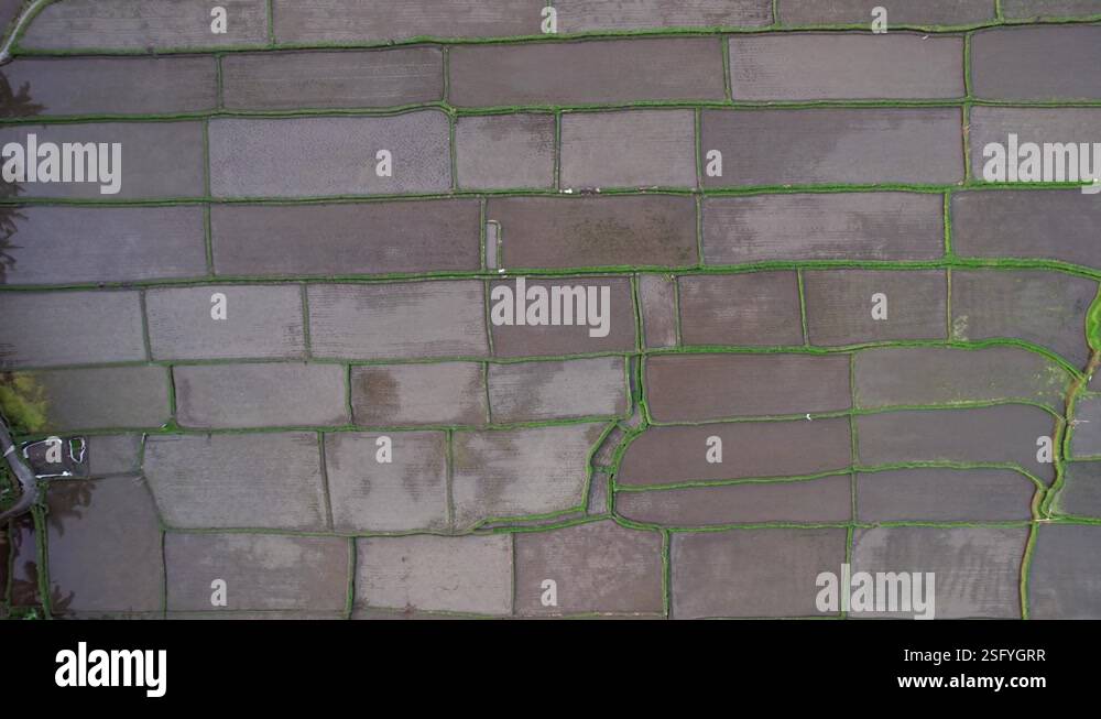 Rectangles of rice fields in gray color from wet soil, top-down aerial ...