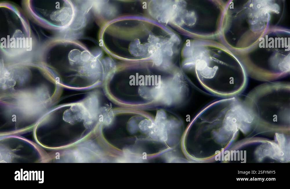 Eggs with Mollusca Nudibranchia embryos under a microscope. They are ...