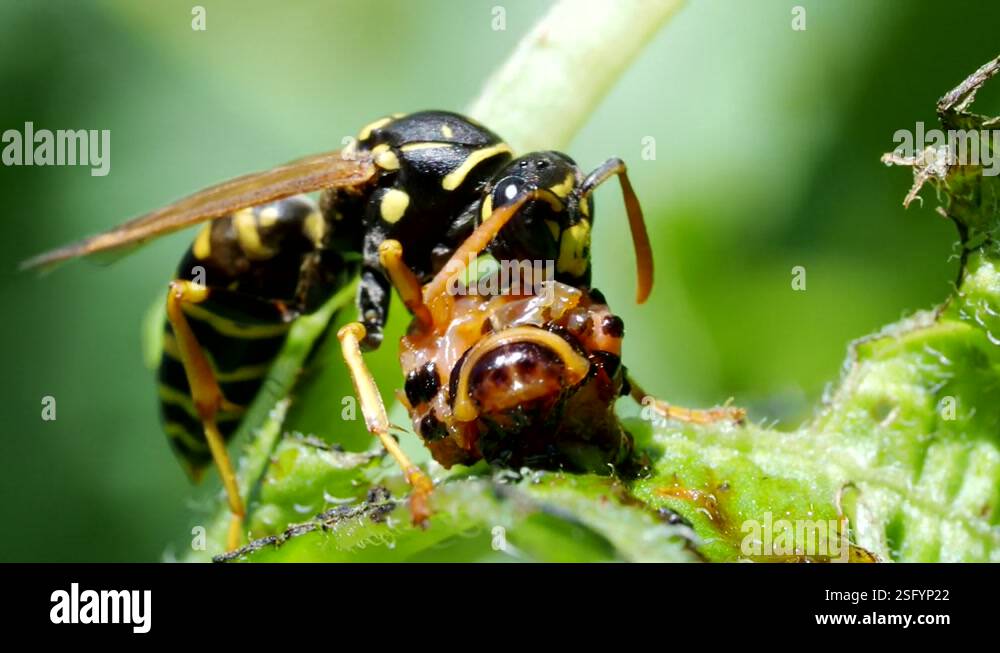 Wasp eats a worm in 4K VIDEO. Close-up of insect pest and his natural ...