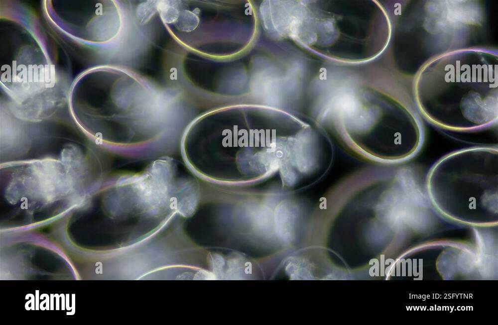 Eggs with Mollusca Nudibranchia embryos under a microscope. They are ...