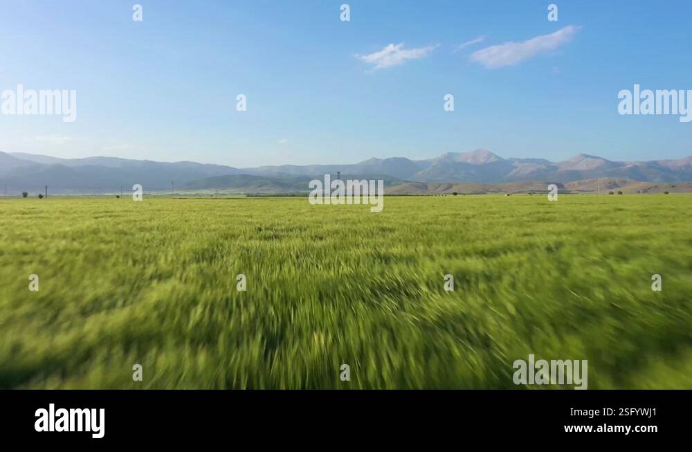 Rye Field. Aerial View Stock Video Footage - Alamy