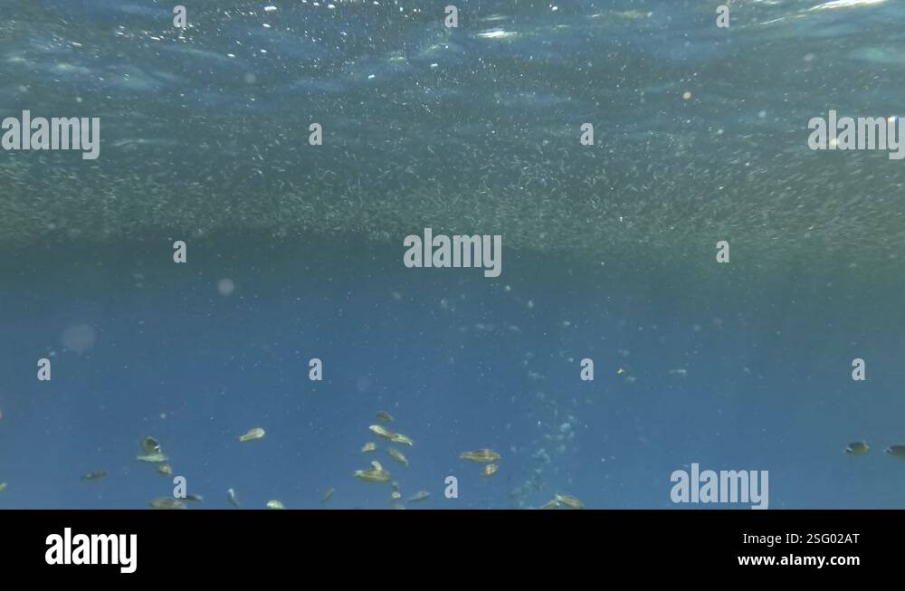 Visually distinguishable plankton-rich water layer (rarely seen ...