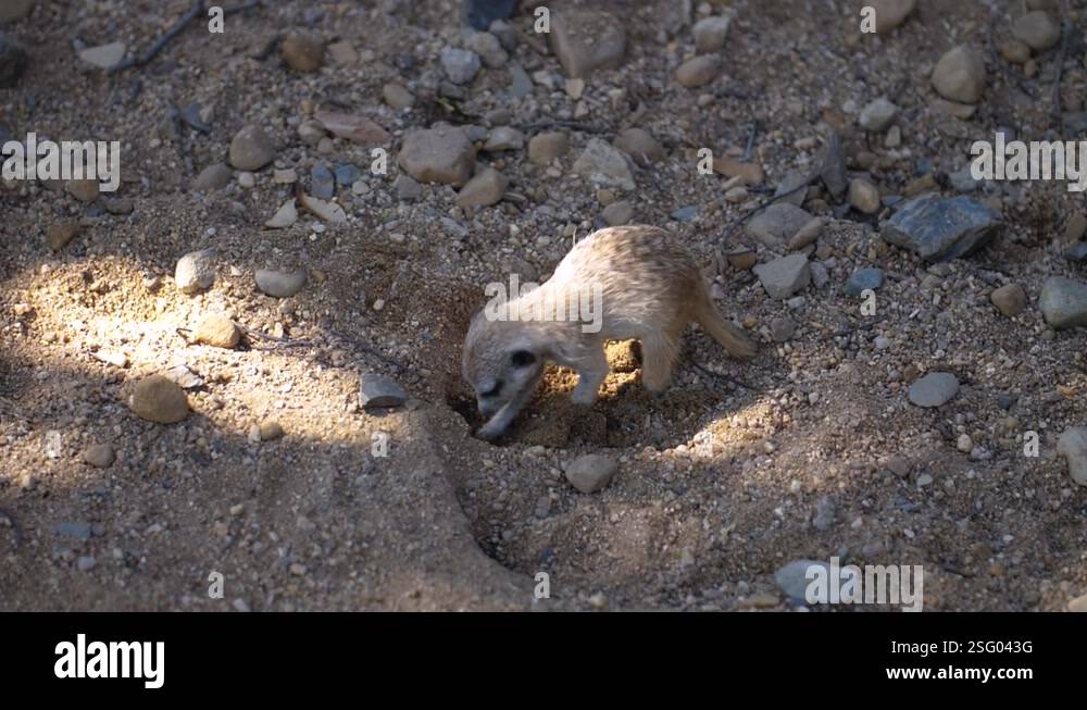 Baby Meerkat Digging Hole On The Rocky Ground. Close Up Stock Video ...