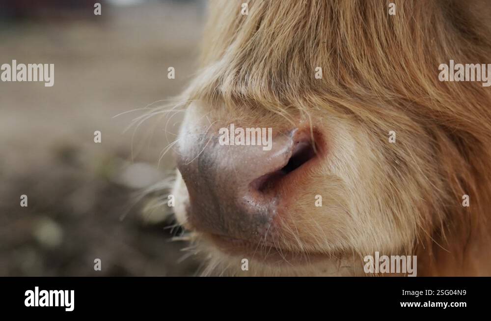 Closeup shot: Nostrils of a brown gobies that rests lying on the ground ...