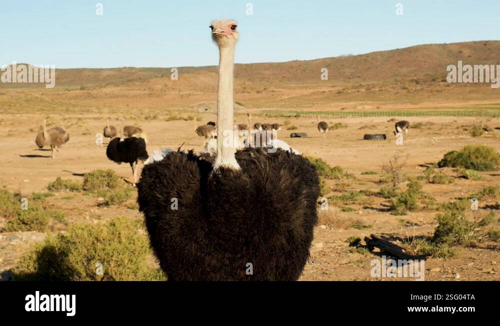 Curious male ostrich in arid camp walks up, Oudtshoorn; static shot ...