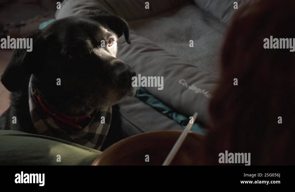 Adorable black dog quietly waiting for food drooling for a treat in 4K ...