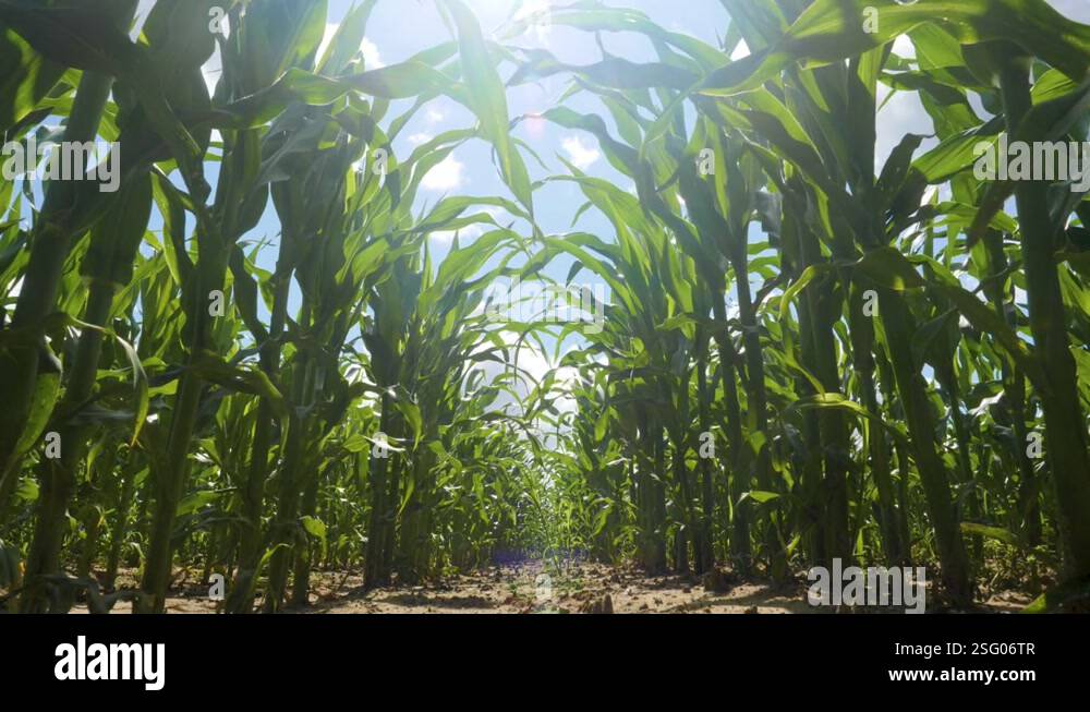 Farm of Maize Plants. Edge of Cornfield With Corn Stalks Stock Video ...