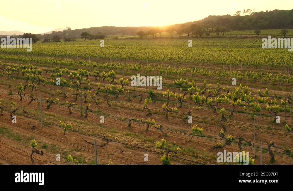 Grape Fields. Parallel Lines Of Vineyards Stock Video Footage - Alamy