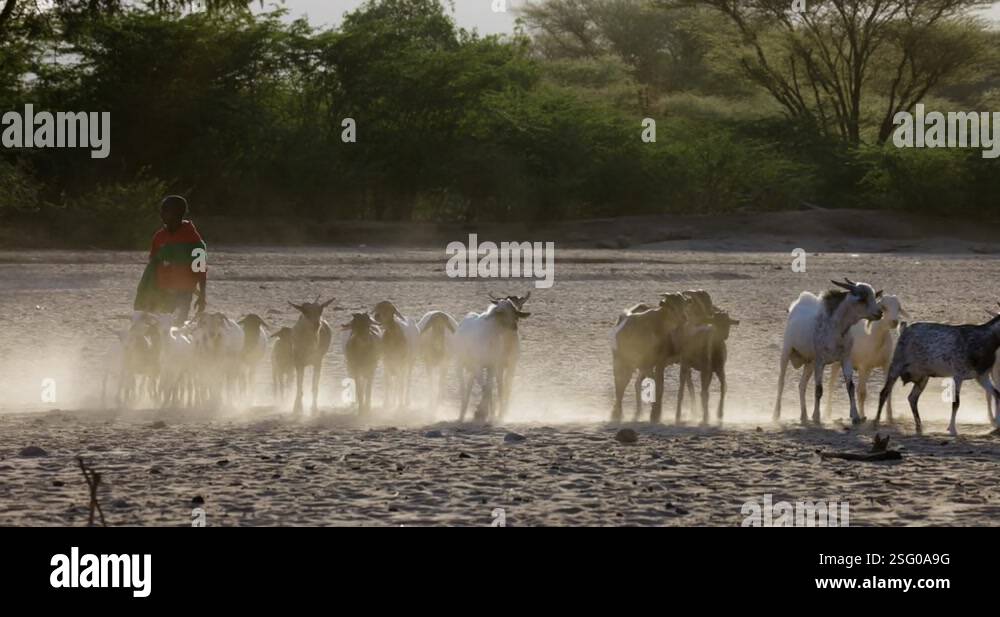 Climate change.drought.African boy herding goats dry river bed to water ...