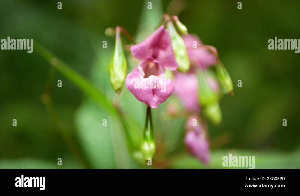 Invasive himalayan balsam Impatiens glandulifera bloom flower blossom ...