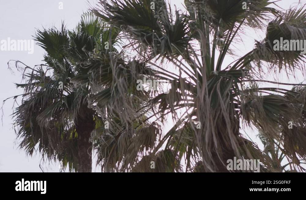 Coconut palm trees bottom view. Green palm tree on blue sky background ...