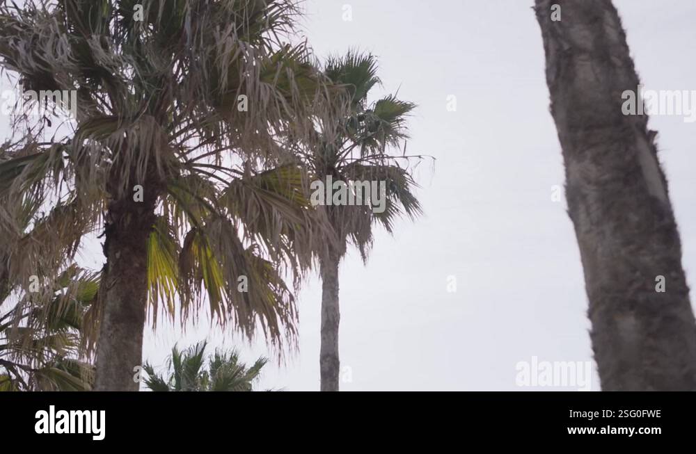 Coconut palm trees bottom view. Green palm tree on blue sky background ...