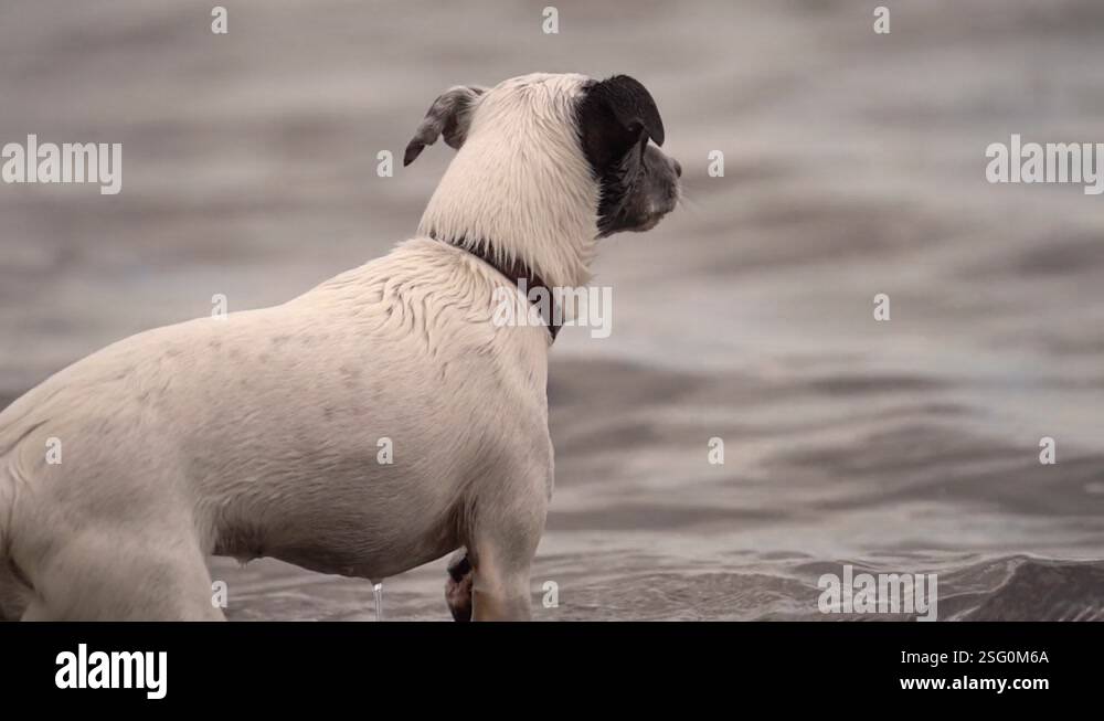Shivering cold water Stock Videos & Footage - HD and 4K Video Clips - Alamy