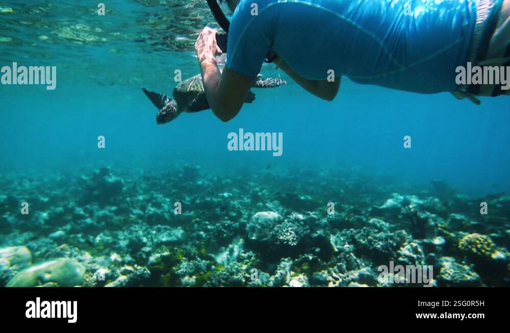Scuba Diver Swimming By Turtle Over Coral Reef Underwater - Great ...