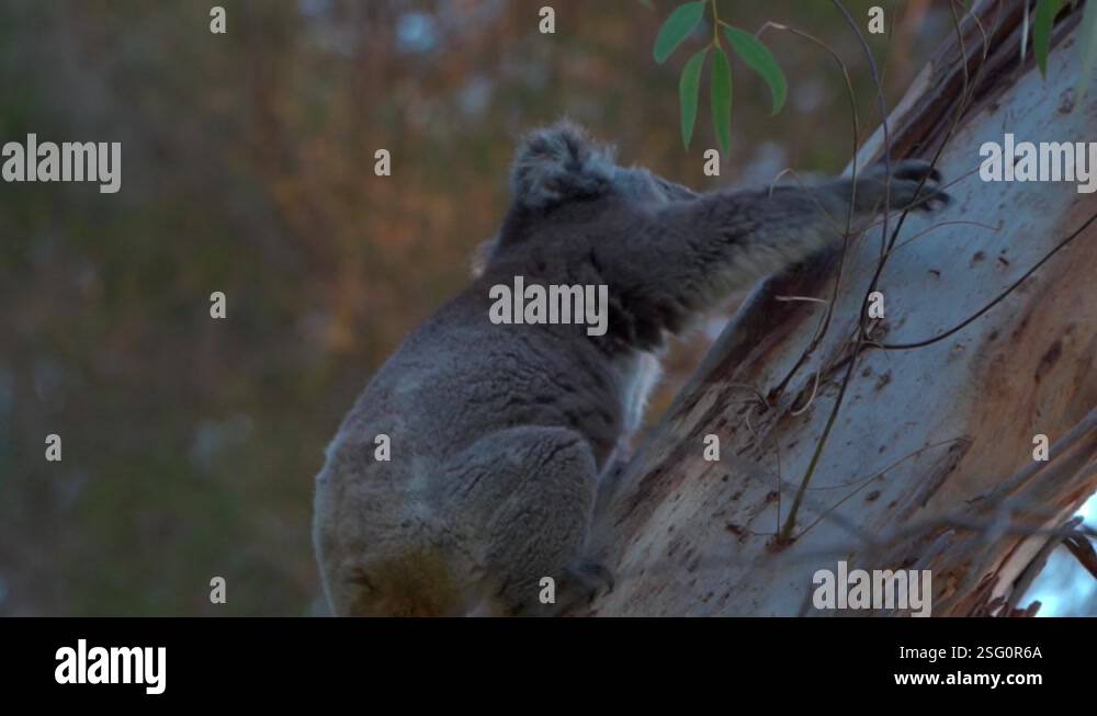Cute Baby Koala Climbing On Tree - Brisbane, Australia Stock Video ...
