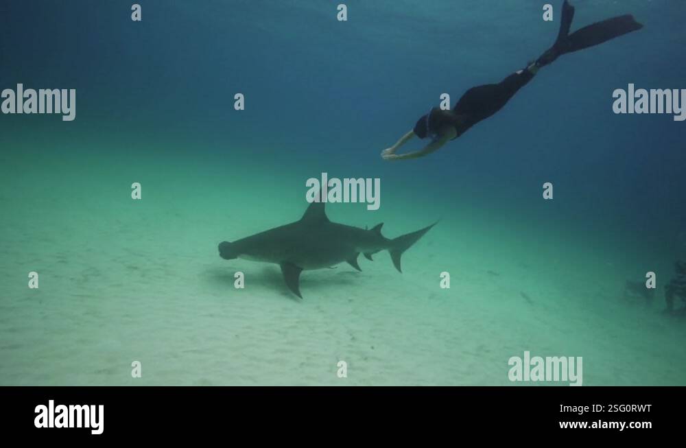 Female Tourist With Diving Flippers Swimming Behind Tiger Shark In ...