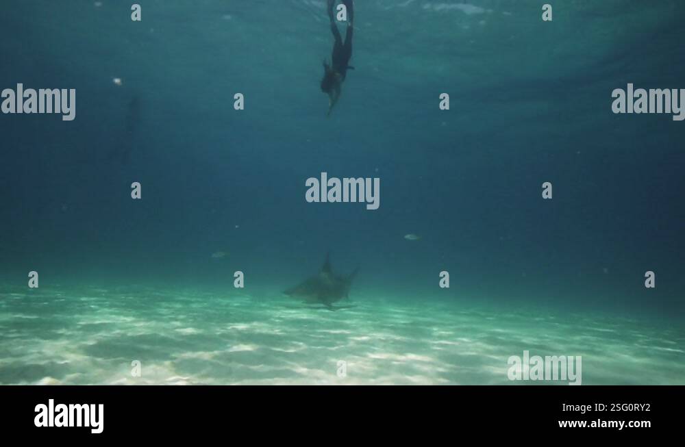 Female Scuba Diver Swimming Behind Tiger Shark In Ocean - Bimini, The ...