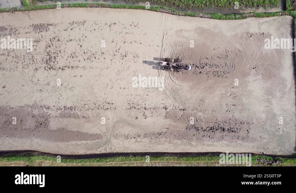 Puddling is tillage of watered rice fields to remove clods and prepare ...