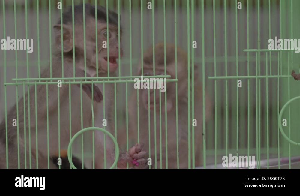 Baby monkeys eating in cage Stock Videos & Footage - HD and 4K Video ...