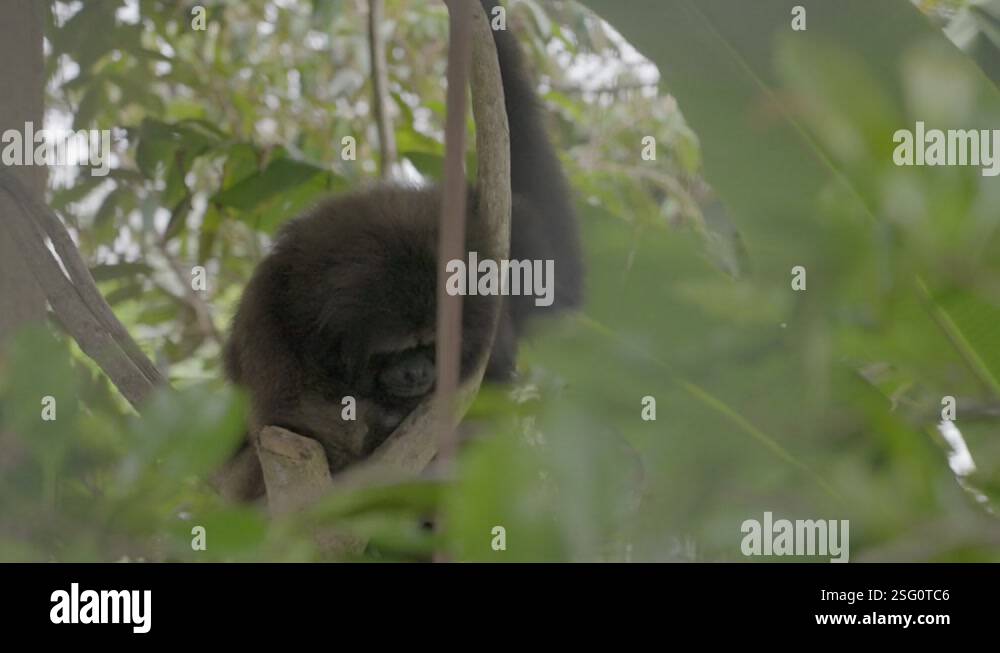 Cute Chimpanzee Sitting On Tree Branch In Wildlife Sanctuary - Sumatra ...