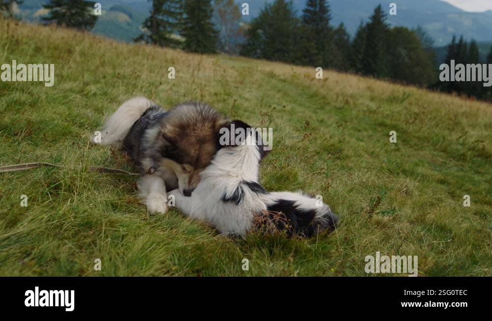 Animals biting each other Stock Videos & Footage - HD and 4K Video ...