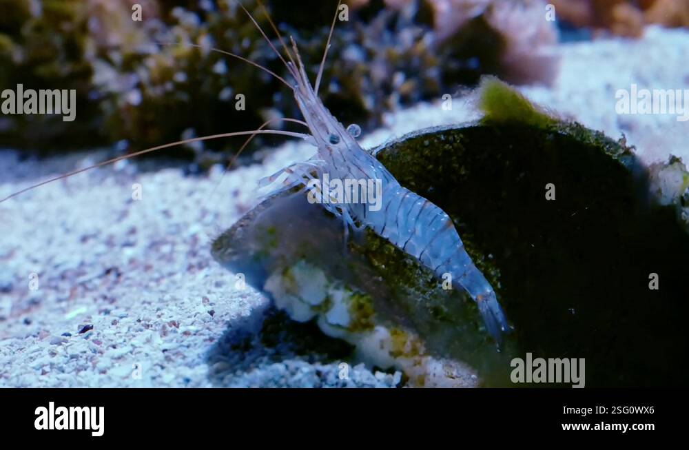 A shrimp peeks out of a hole on the seabed. Close-up view Stock Video ...