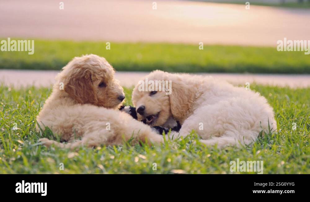 Two Labradoodle puppies lay on grass together, chewing on stuffed ...