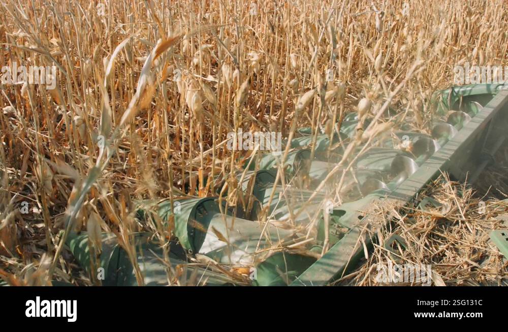 Close on front of corn harvester combine harvesting corn stalks Stock ...
