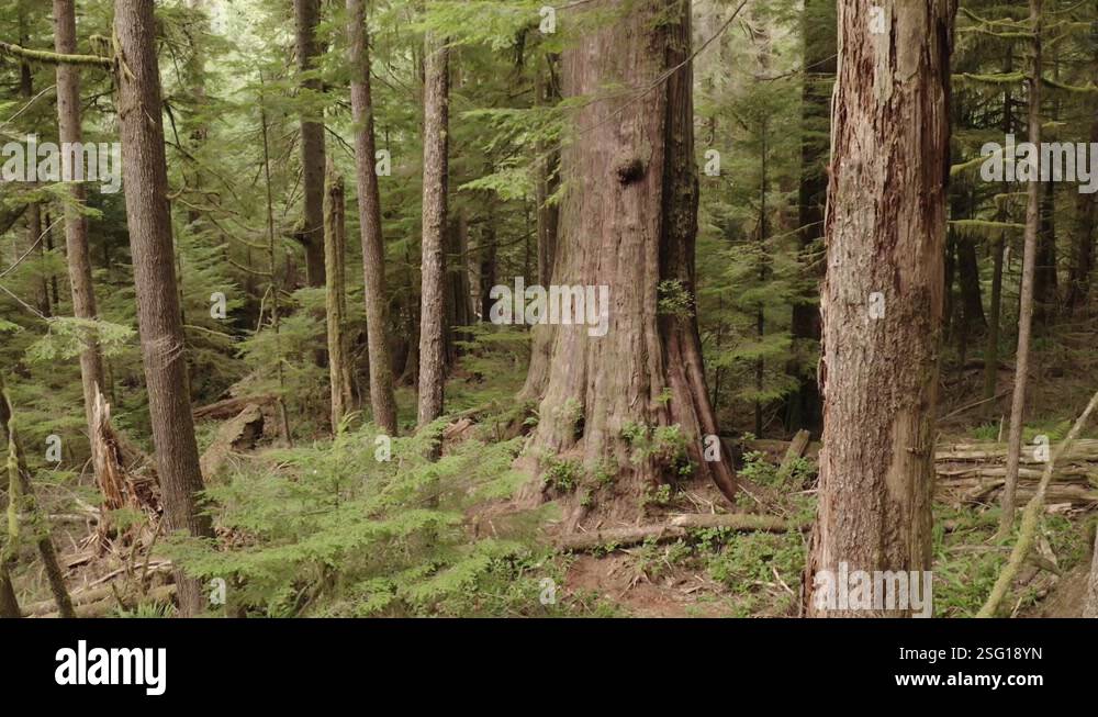 A giant western red cedar in an old-growth forest on Vancouver Island ...