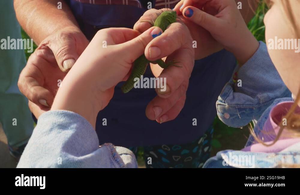 a little girl takes a little green lizard from her grandmother's hands ...