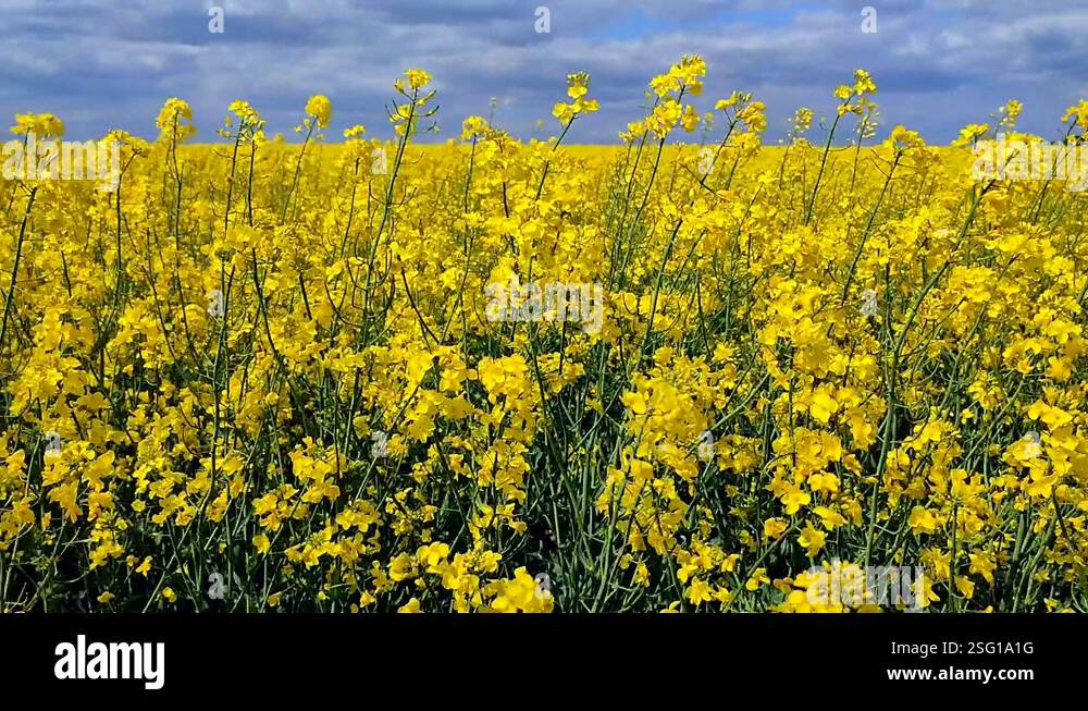 Field of flowering yellow rapeseed. Yellow rapeseed flowers grow in the ...