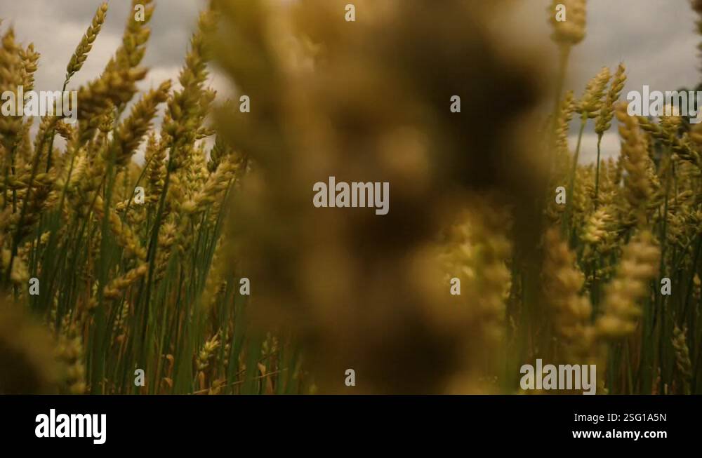 Spikelets of Wheat With Grain Shakes Wind Stock Video Footage - Alamy