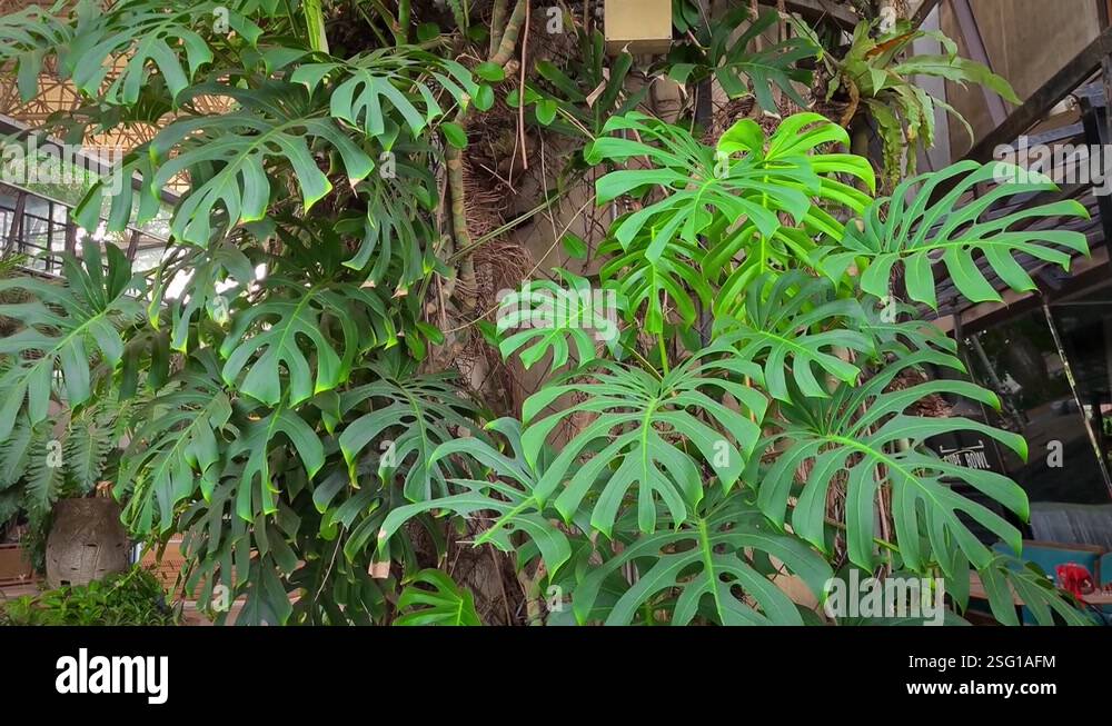 Huge amazing growth of Monstera Deliciosa on a pillar in an outdoor ...