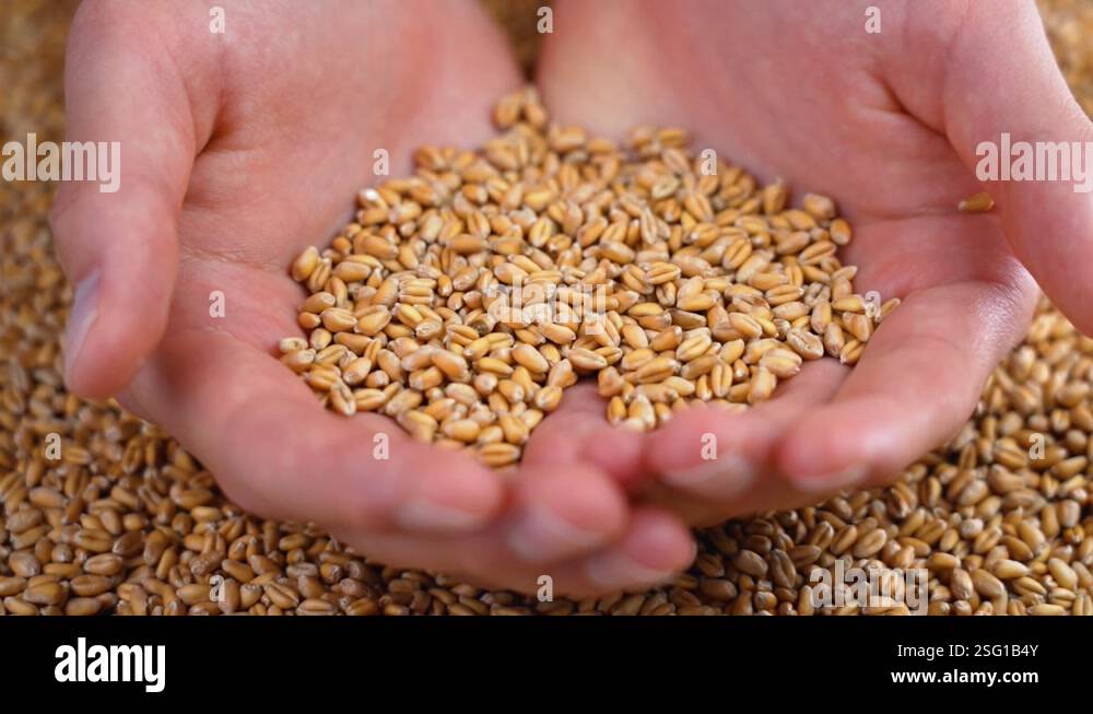 A handful of wheat grains and a farmer hands close-up Stock Video ...